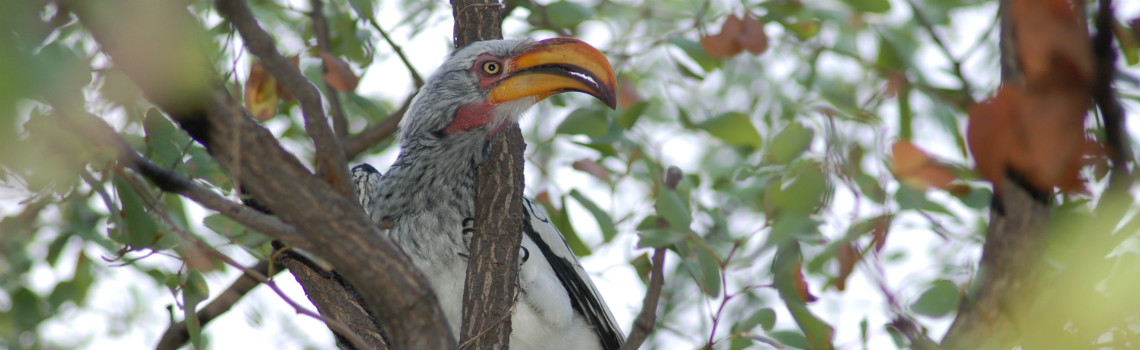 Nata | Tours & Activities - Project Expedition