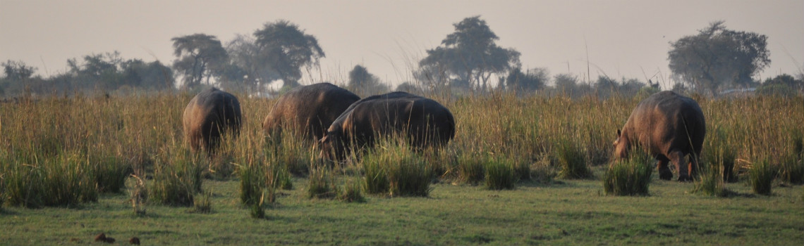 Kasane | Tours & Activities - Project Expedition