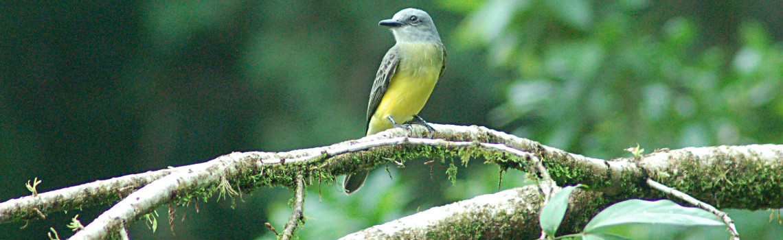 Chilamate | Tours & Activities - Project Expedition